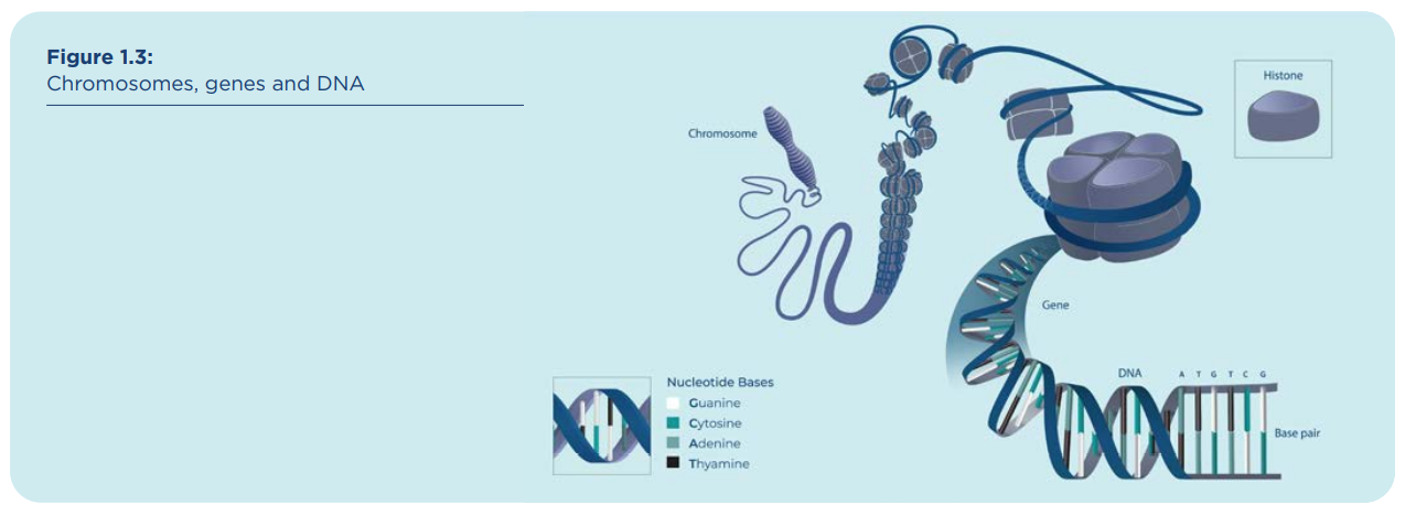Relationship Between Dna Genes Chromosomes Genes And Genetics (for