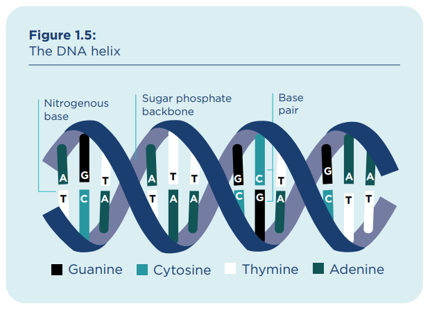 Gene Dna Protein