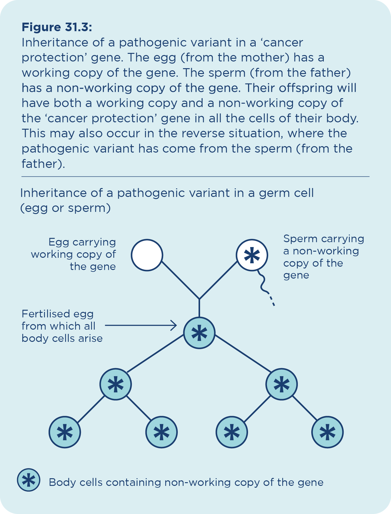 Genetics And Cancer Cancer