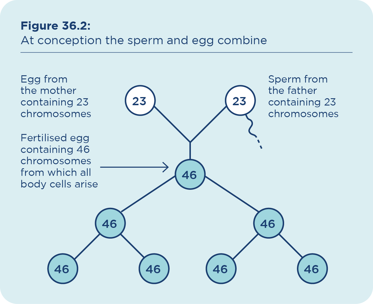 Translocation Down Syndrome Diagram