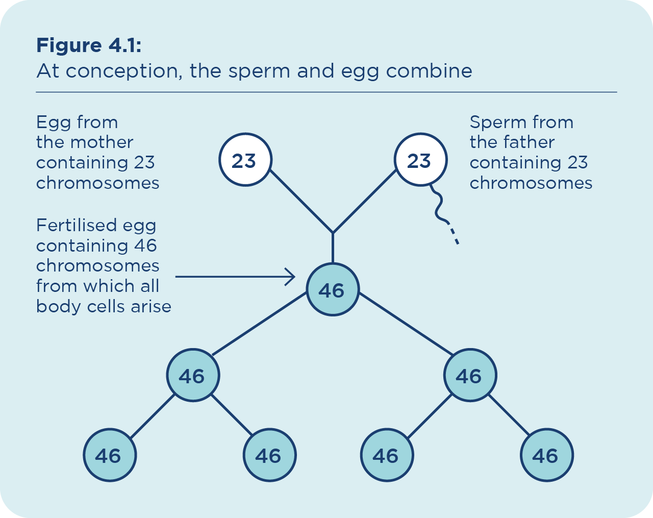 Chromosomes In Egg And Sperm Cells