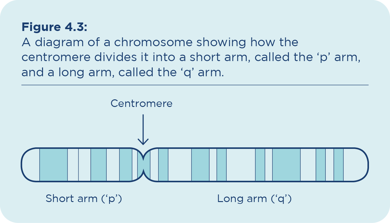 Chromosome Diagram