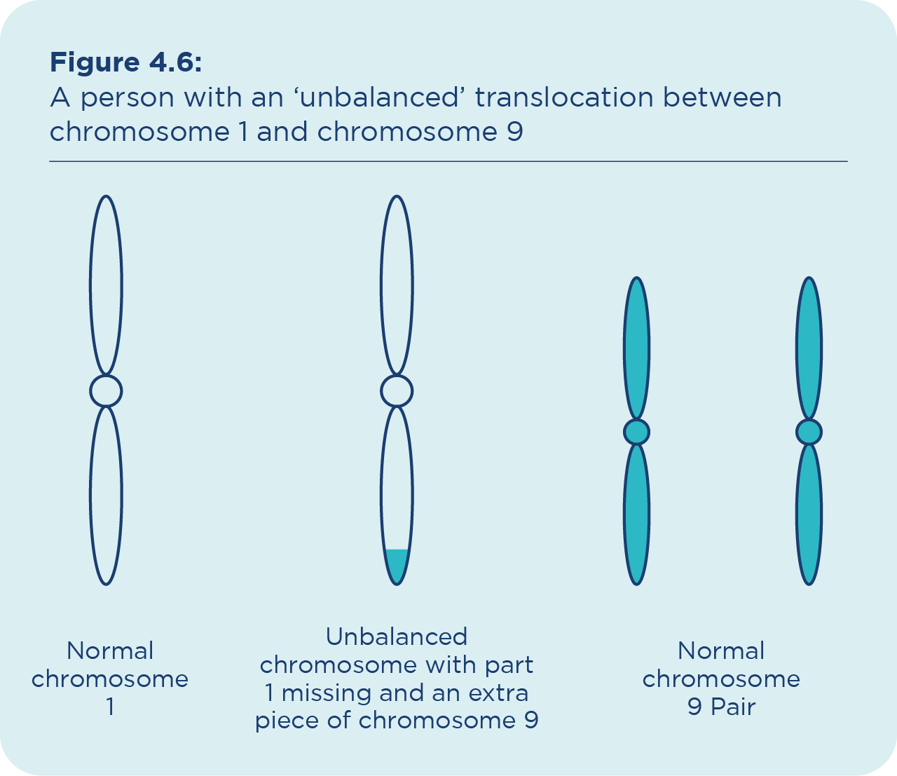 Labeled Chromosome