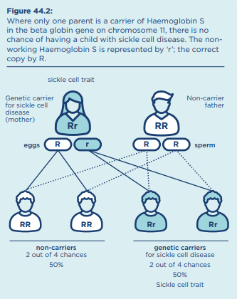 Genetics Of Sickle Cell Anemia Sickle Cell Disease Update: New