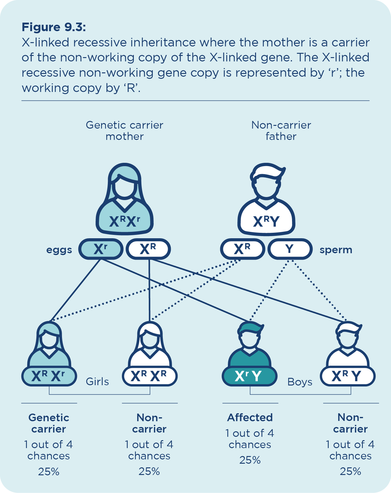 Duchenne Muscular Dystrophy Genetics